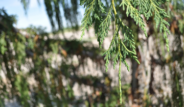 Weeping Alaska Cedar | USU